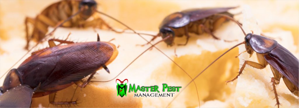Master Deemak Control - Consistent Elimination for Termite (Demak ...