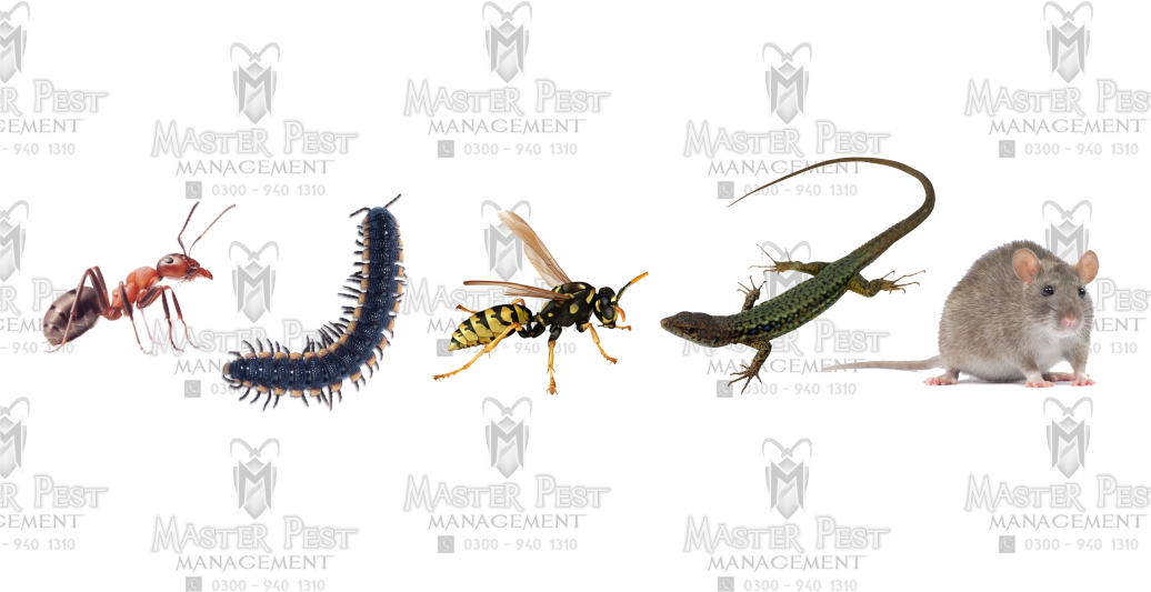 Master Deemak Control - Consistent Elimination for Termite (Demak ...